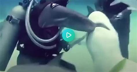 Removing Hooks From Sharks Mouths Album On Imgur
