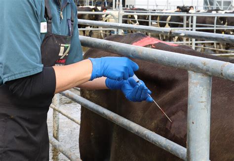 Trace Element Testing Vet Clinic Morrinsville
