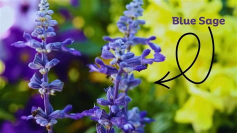 Blue Sage Benefits And Unlocking Its Mysteries In 2023