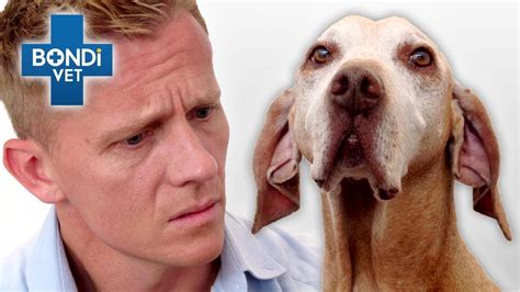 Why Cant Dog Breathe Or Bark 😱 Vet On The Hill Clips Bondi Vet