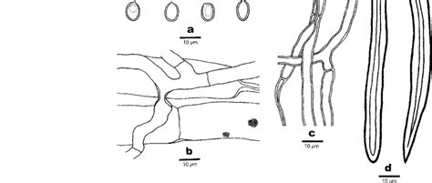 Inonotus Parvulus From Holotype A Basidiospores B Hyphae From Download Scientific Diagram