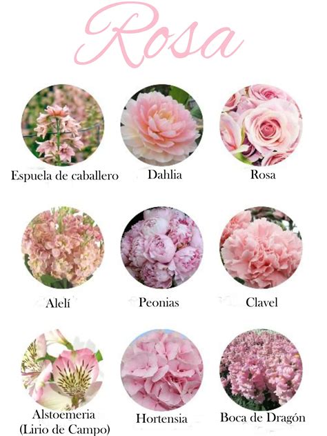 Tipos De Flores Rosa Rosas Tulipanes Peonias Y Más Teleflor