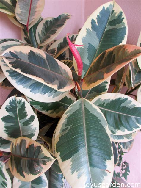 Different Types Of Rubber Plants Rubber Tree Rubber Plant Ficus