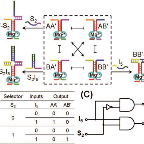 Schematic Cdn Guided Operation Of A 1 2 Demultiplexer Logic Gate B