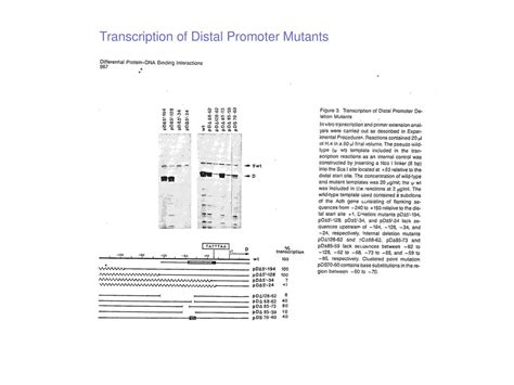 Comparison Of Nuclear Eukaryotic Rna Polymerases Ppt Download