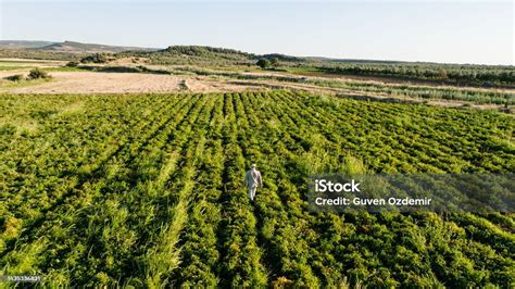 토마토 밭에서 걷는 세련된 옷을 입은 남자의 조감도 그는 토마토 밭에서 농작물을 걷고 수확 들판 부자 흰 양복을 입은 부자 들판과 자연의 한가운데있는 외로운 남자를