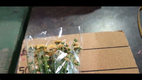 인터넷꽃도매시장 퐁퐁소국피치 생화 생화택배 생화도매 장미대량구매 꽃 꽃종류 꽃다발 꽃도매 꽃시장 부산꽃시장 김해꽃시장 꽃쇼핑몰 김해꽃 부산꽃 꽃싸게사는법 Youtube