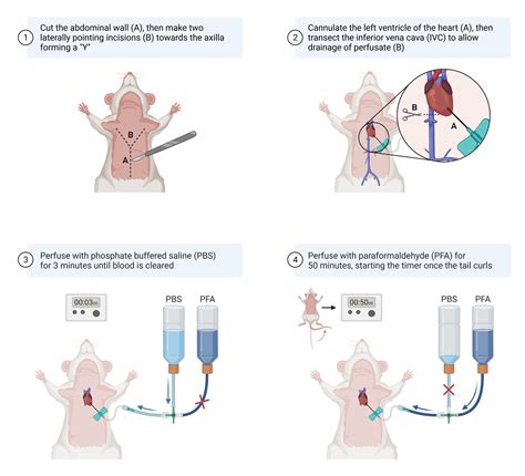 Rodent Transcardial Perfusion Protocol Biorender Science Templates