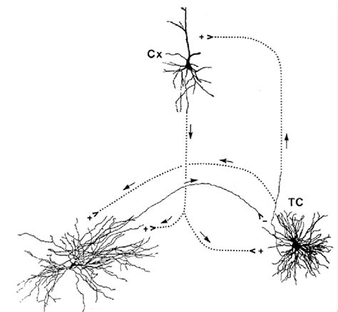3 The Oscillatory Network In Thalamocortical Systems Basically Consist Download Scientific