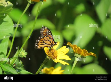A Photograph Capturing The Monarch Butterfly In Minnesota Showcasing