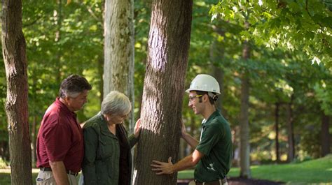 5 Safety Tips To Remember For A Proper Tree Removal Sumo Gardener