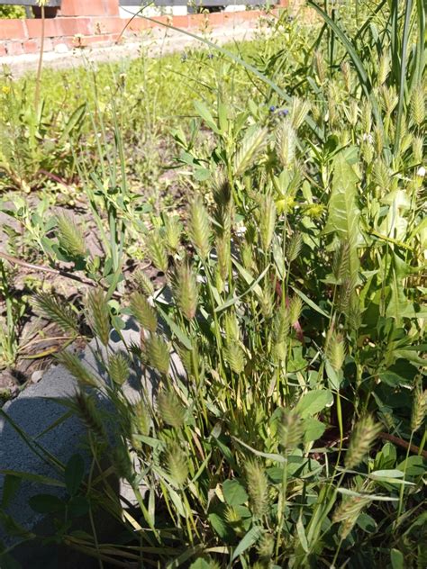 Oriental False Wheatgrass From Актобе Казахстан On May 9 2024 At 03