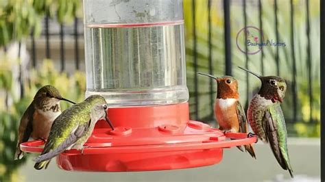 Do Hummingbirds Bond With Humans Understanding Hummingbird Recognition