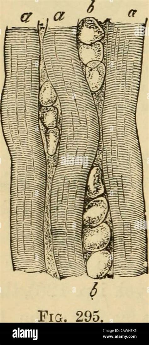The Evolution Of Man A Popular Exposition Of The Principal Points Of