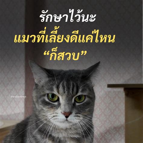 มันดูอกตัญญูดี ลาเต้แมวหูบิน ลาเต้ แมวนักหยุม