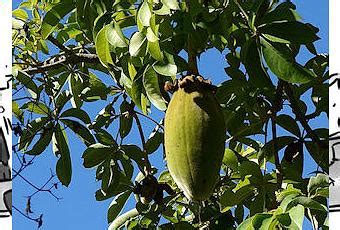 The Tree Of Life And Its Super Fruit Paperblog