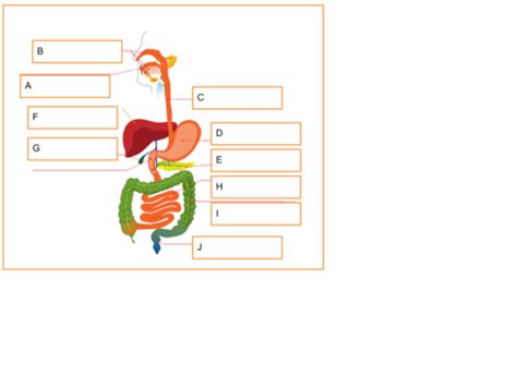Digestive system study guide Flashcards | Quizlet