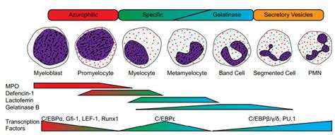 Introducción A La Eritropoyesis Leucopoyesis Y Trombopoyesis