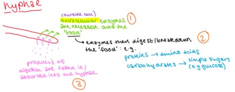 Eukaryotes Vs Prokaryotes Flashcards Quizlet