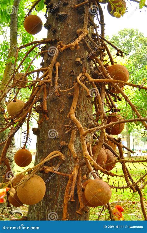 Tree With Natural Decorative Balls Stock Image Image Of Stem Branches