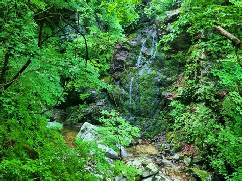강원도 인제 여행 가볼만한곳 곰배령 야생화 트레킹 등산 코스 네이버 블로그