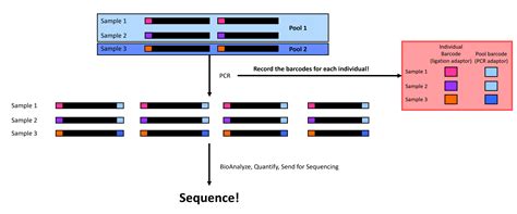 1 Double Digest Restriction Site Associated Dna Sequencing Ddradseq The Researcher S Guide