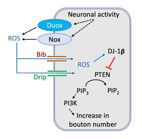 Model Of Activity Regulated Plasticity At The Neuromuscular Junction Download Scientific