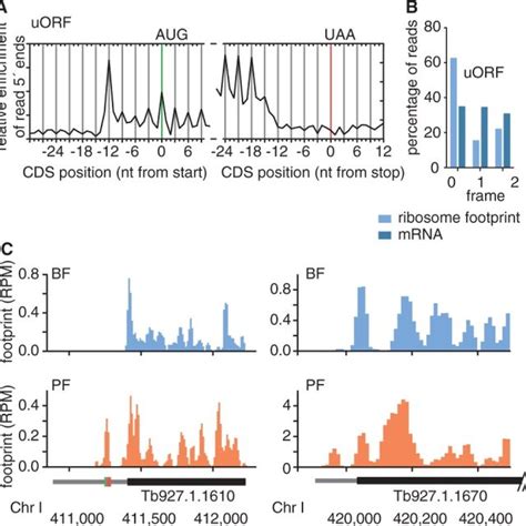 Ribosome Footprints Reveal Translated Regions A Ribosome Profiles Download Scientific