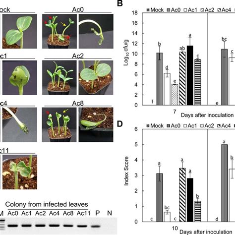 Plant Pathogenic Bacterial Strains Of Acidovorax Citrulli And Other Download Scientific Diagram