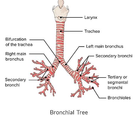Human Respiratory System Biology Class 11 Neet Pdf Download