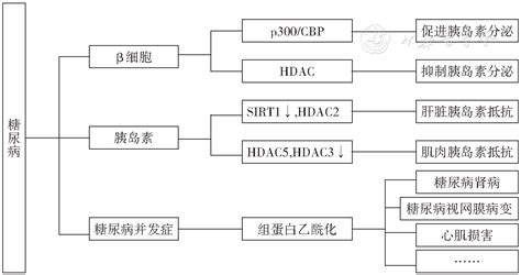 组蛋白乙酰化与糖尿病