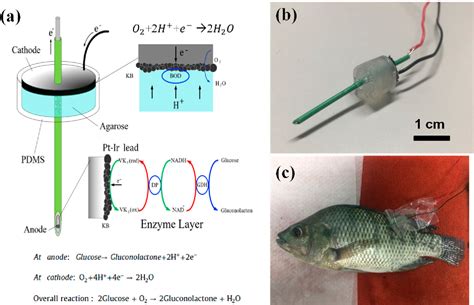 Figure 2 From A Self Powered Glucose Biosensor Operated Underwater To