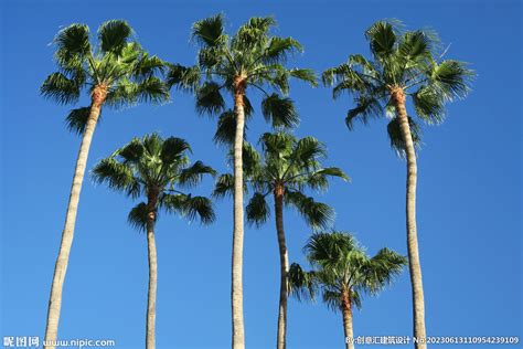 椰树摄影图 树木树叶 生物世界 摄影图库 昵图网