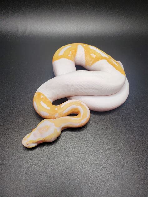 Albino Piebald Ball Python By Cs Reptile Exotics Morphmarket