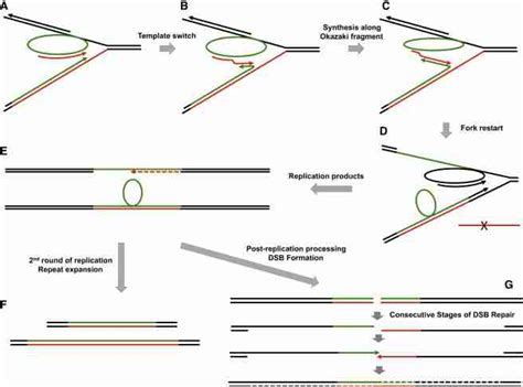 Model Depicting Different Outcomes Of Template Switching During Download Scientific Diagram