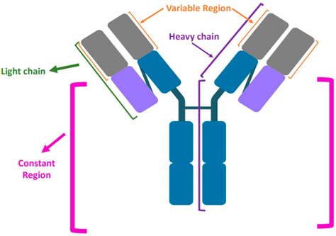 Monomers That Form Heavy And Light Chains In Antibodies At Amy Ammerman