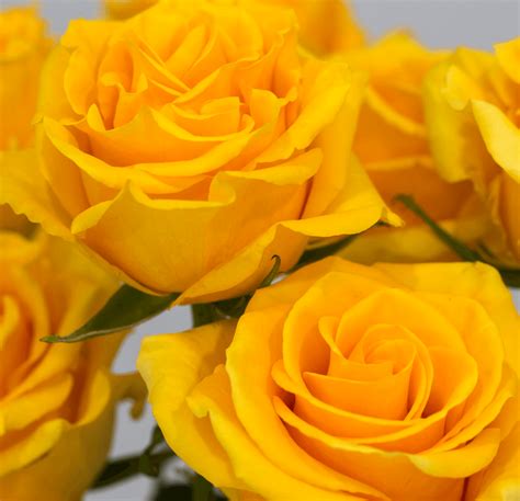 GREENROSE - Home of the World's Leading Rose Brand