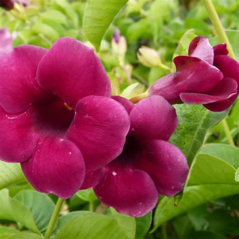 Muda De Alamanda Roxa Trepadeira De Flores Exóticas Para Paisagismo Plantei