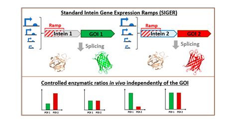 Standard Intein Gene Expression Ramps Siger For Protein Independent Expression Control Acs