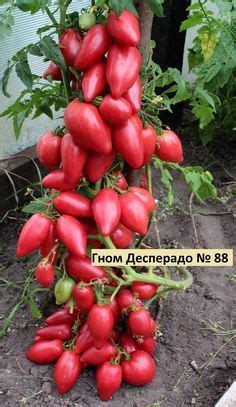 Фото 933771446339 из альбома Семена на 2025г. Гномы и низкорослые ...
