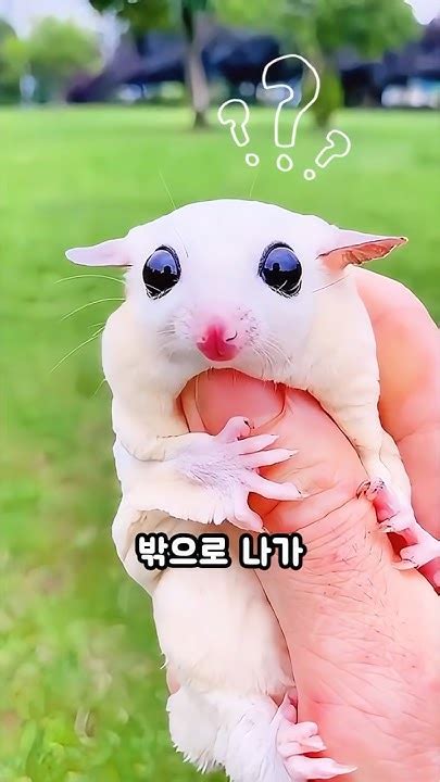소녀는 아기 설탕 글라이더를 입양했습니다 Youtube