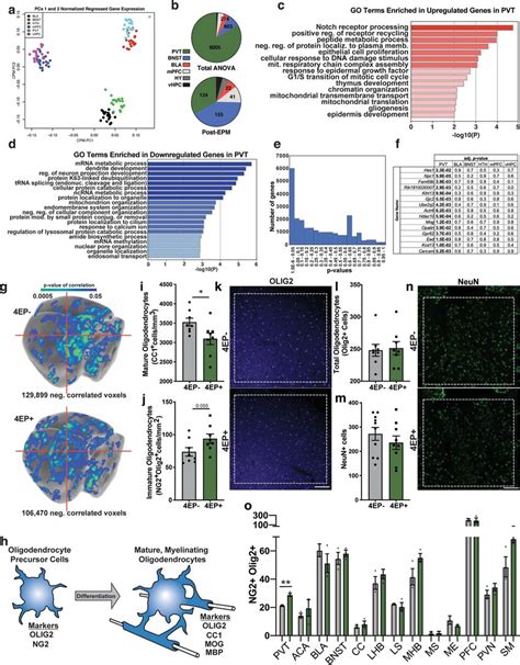 Extended Results Of Mrna High Throughput Sequencing Quantseq And Download Scientific Diagram