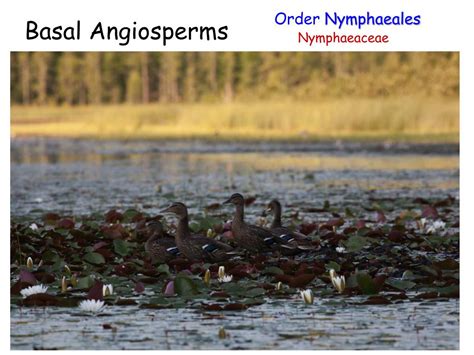 Ppt The “ Basal ” Angiosperms Paraphyletic Assemblage Not A