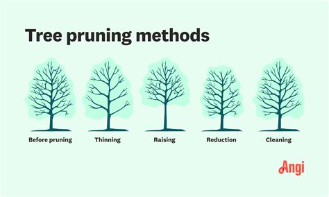 When To Start Pruning Christmas Trees At Alice Pace Blog