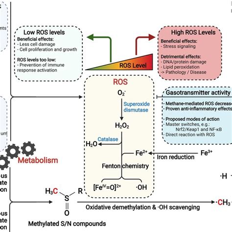 Potential Role Of Ros‐driven Methane Formation And Consumption In Download Scientific Diagram