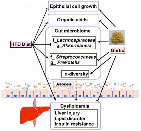 Figure A1 Graphic Abstract Whole Garlic Supplementation Could