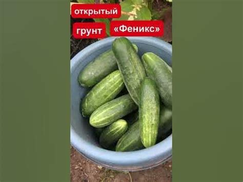 #shorts #огурцы #огурецфеникс Огурец ,,Феникс,, - YouTube