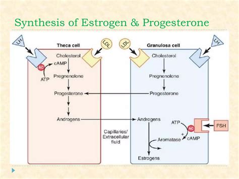 Sex Hormones Pharmacology Pptx