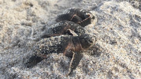 Can A Method Be Developed To Study Sea Turtle Nest Sex Ratios On A Large Scale Experiment
