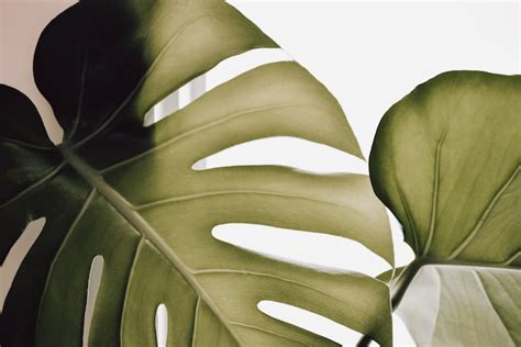 Monstera Deliciosa 나뭇잎 녹색 가정 녹색 엄지 손가락 녹지 리프 텍스처 몬스테라 무성한 단풍 미니멀리스트 장식 생체친화적 디자인 성장